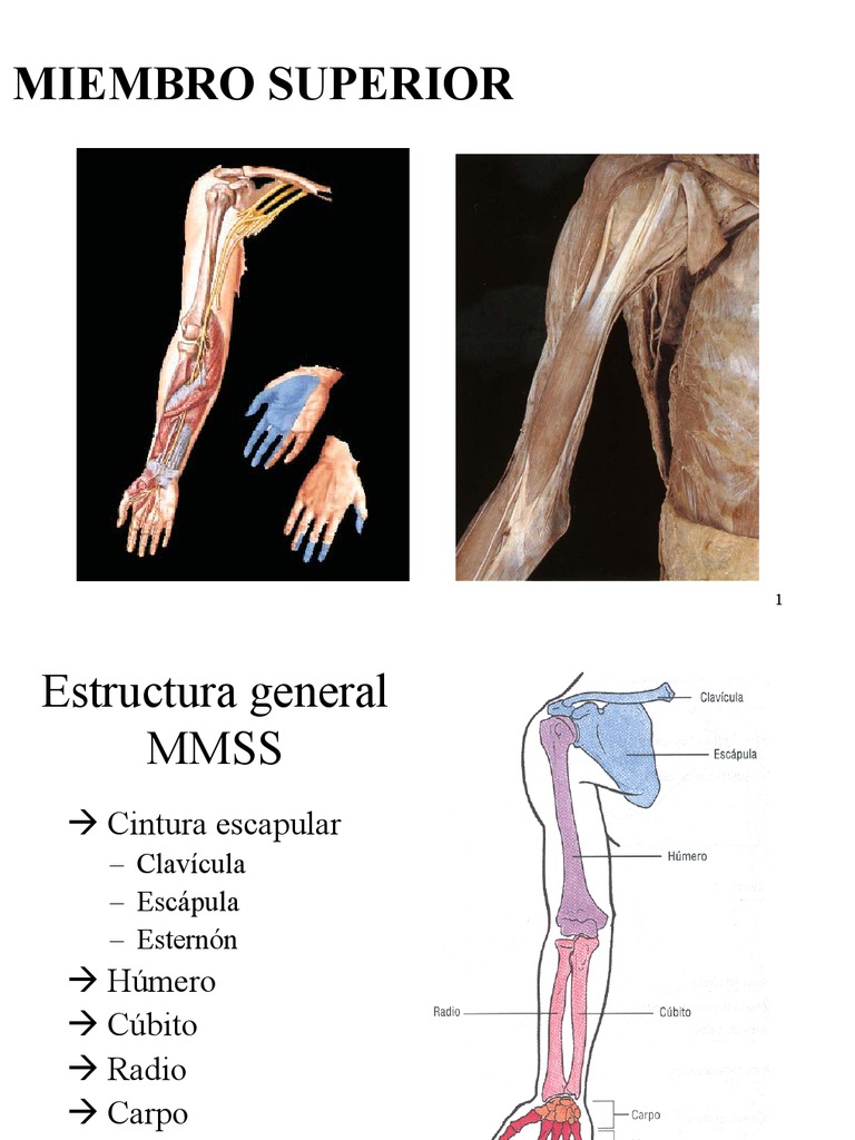 Miembro Superior I | Mano | Sistema musculoesquelético