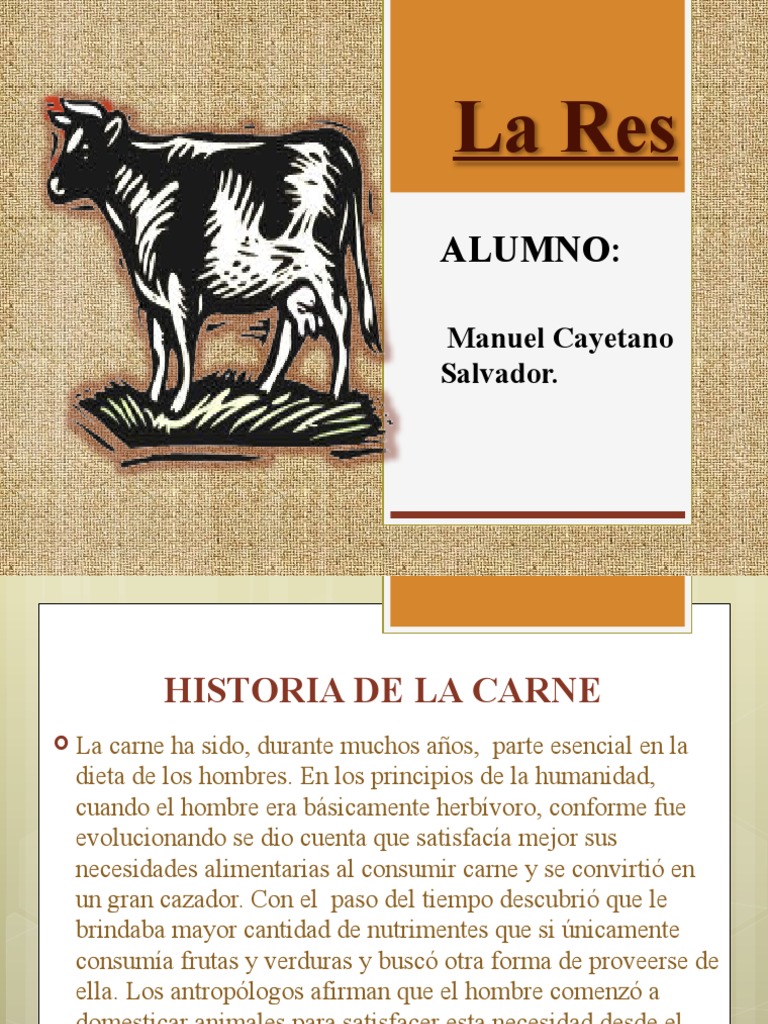 Historia y crianza de la res | PDF | Carne de vaca | Carne