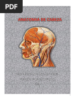 1 Region Superciliar | PDF | Cráneo | Anatomía humana