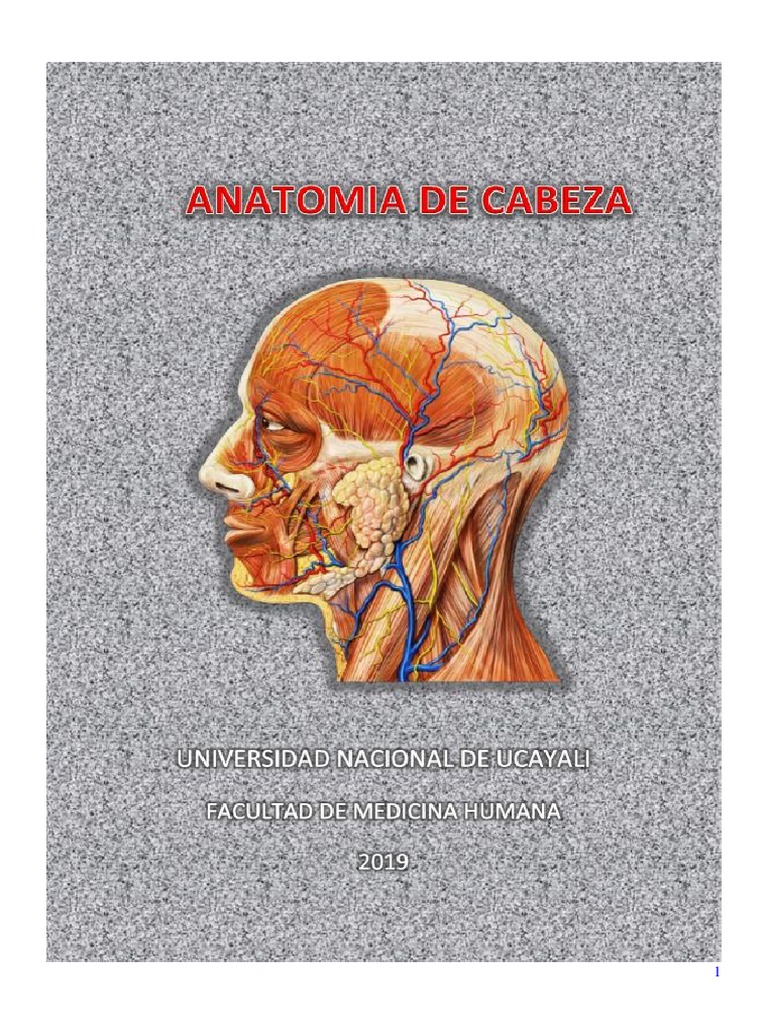 Anatomía de la Región Ciliar y Senos Frontales | PDF | Cráneo | Anatomía