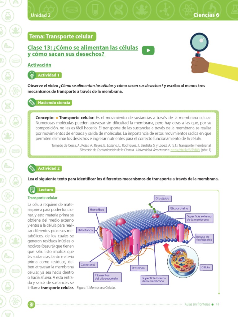 Actividad Grado 6 | PDF | Membrana celular | Biología Celular)
