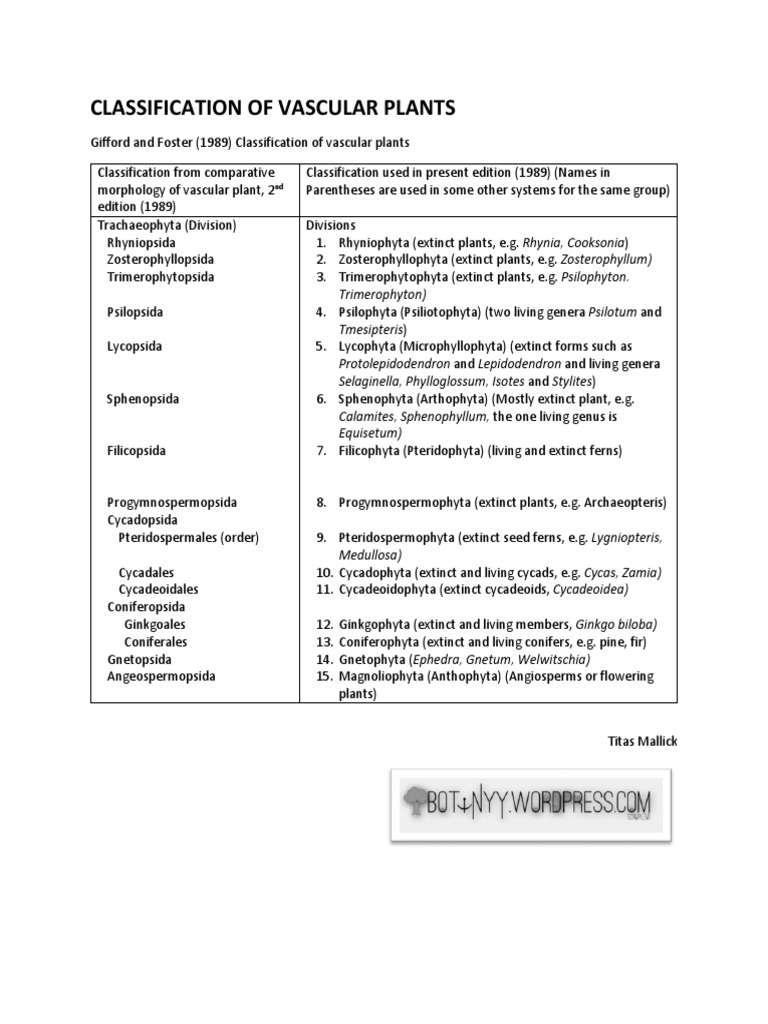 Vascular Plant Classification Overview | PDF | Plants | Botany