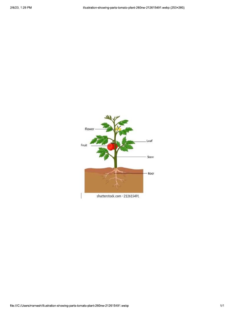PLANT Diagram | PDF
