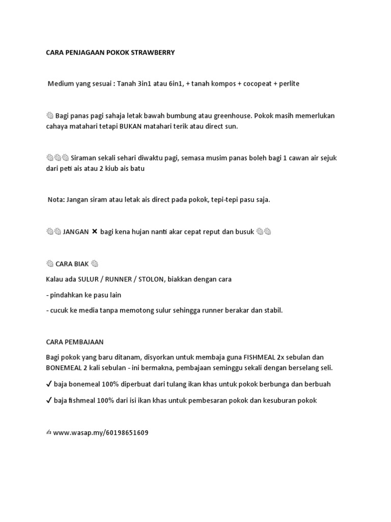 Cara Penjagaan Pokok Strawberry | PDF