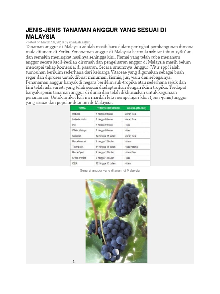 Jenis2 Anggur | PDF