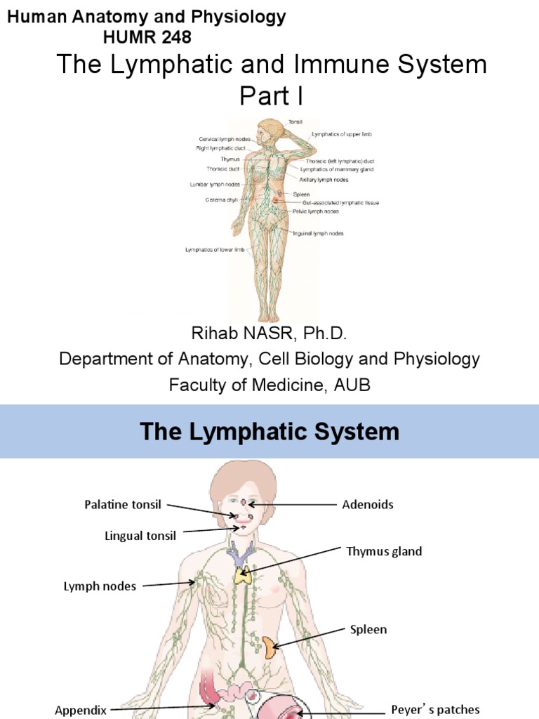 HUMR+248 the+Lymphatic+System Part+I Moodle | PDF | Lymphatic System ...