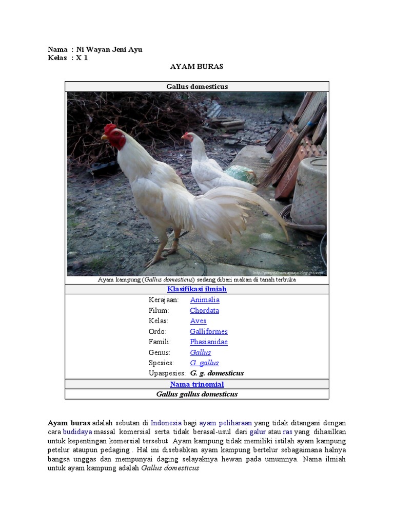 Ayam Bura 1 | PDF