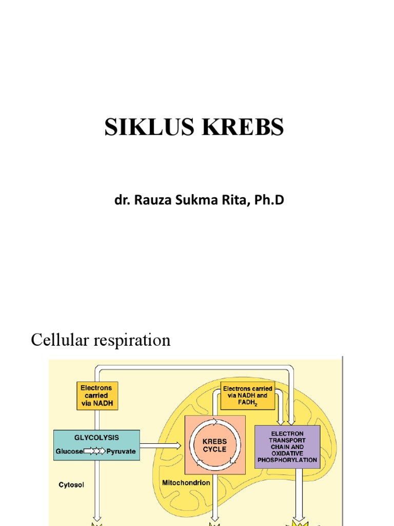 Siklus Krebs Crop Physiology | SpringerLink