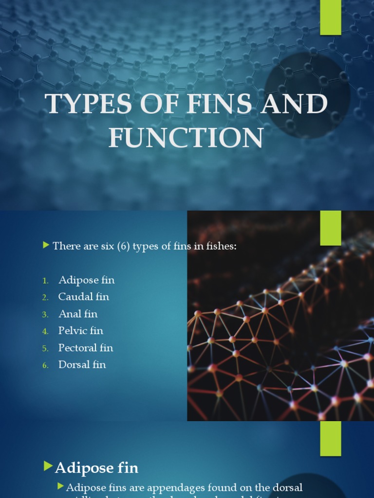 Types of Fins and Function | PDF