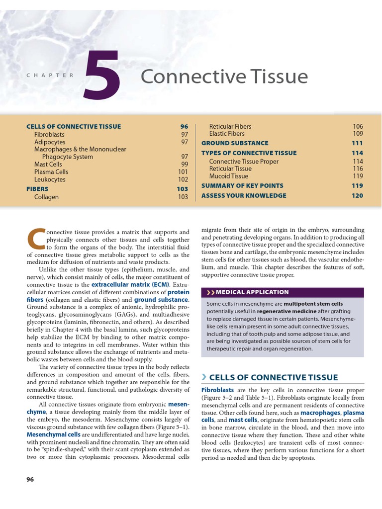 Connective Tissue | PDF | Connective Tissue | Fibroblast