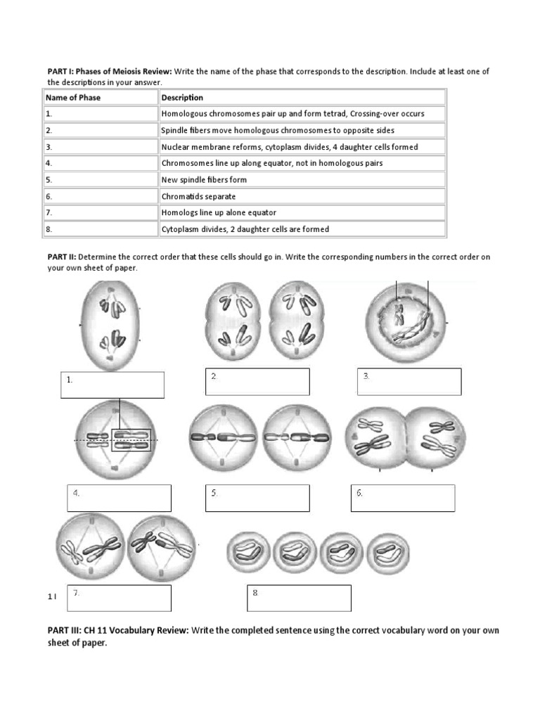 Meiosis Steps of and Vocab Review | PDF | Meiosis | Ploidy
