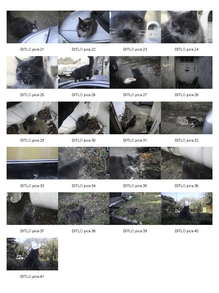 Ditlo Contact Sheet Shoot 1a | PDF