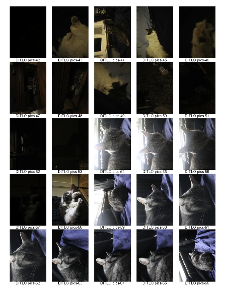 Ditlo Contact Sheet Shoot 2 | PDF