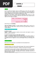 Class 9 Plant Tissues Notes - 1, 2022-23 | PDF | Tissue (Biology) | Leaf