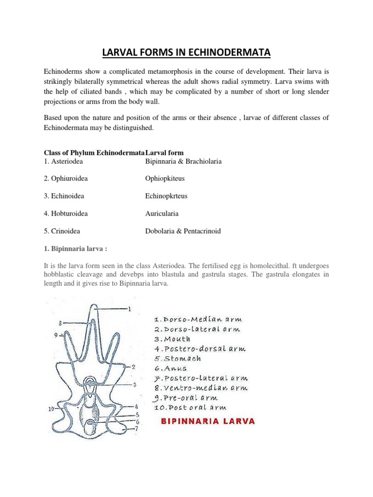 Larval Forms in Echinodermata | PDF | Zoology | Organisms
