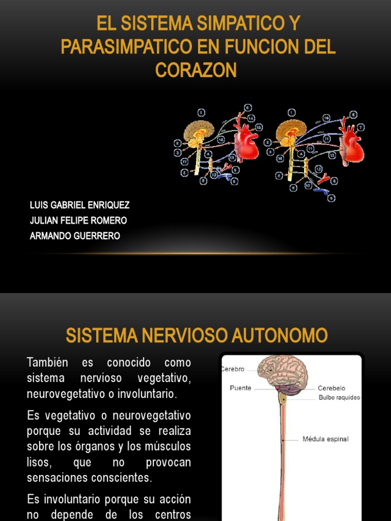El Sistema Simpatico y Parasimpatico | PDF | Sistema nervioso autónomo ...