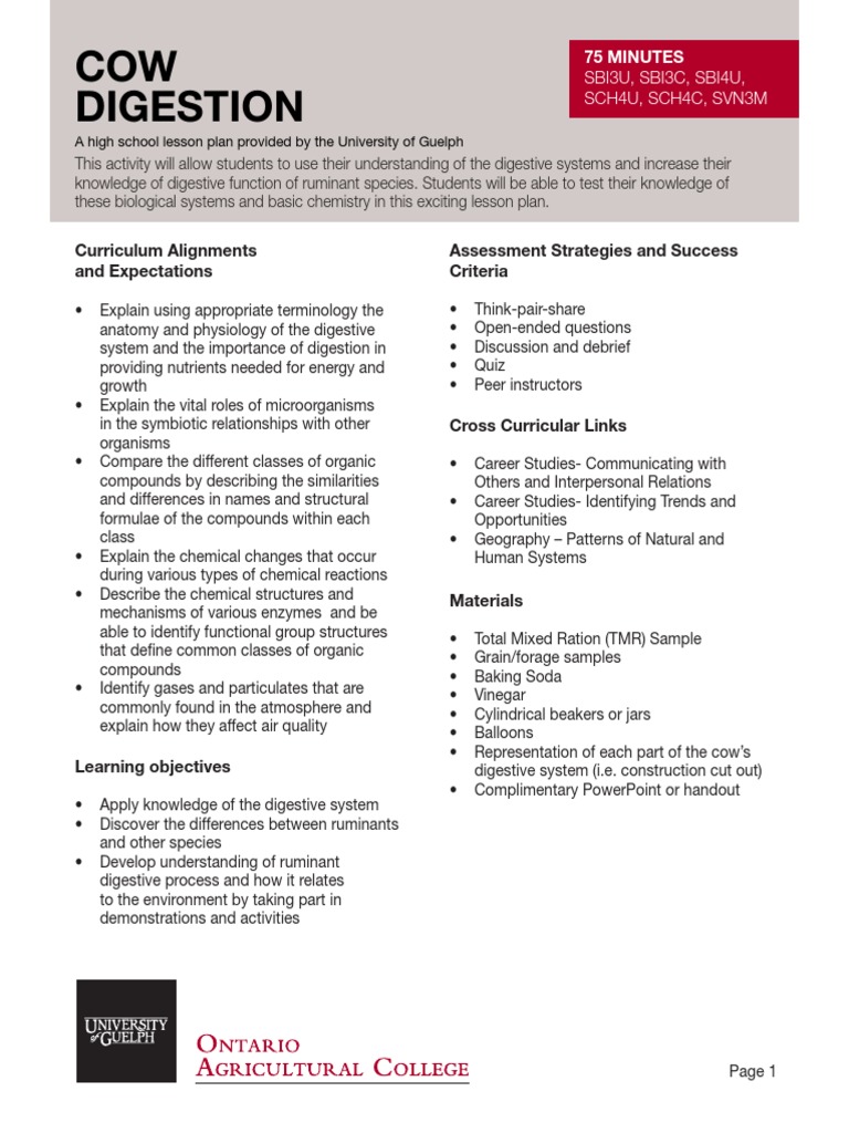 Cow Digestion Lesson Plan | PDF | Ruminant | Digestion