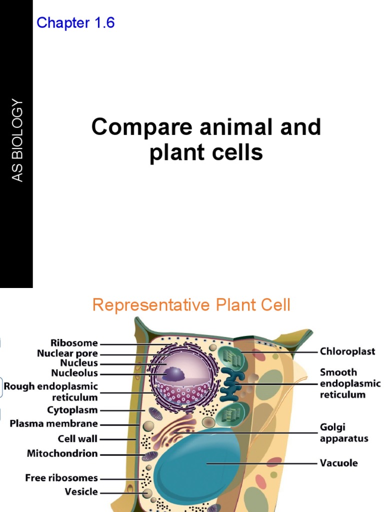 Plant vs Animal Cell Comparison | PDF | Cell (Biology) | Endoplasmic ...