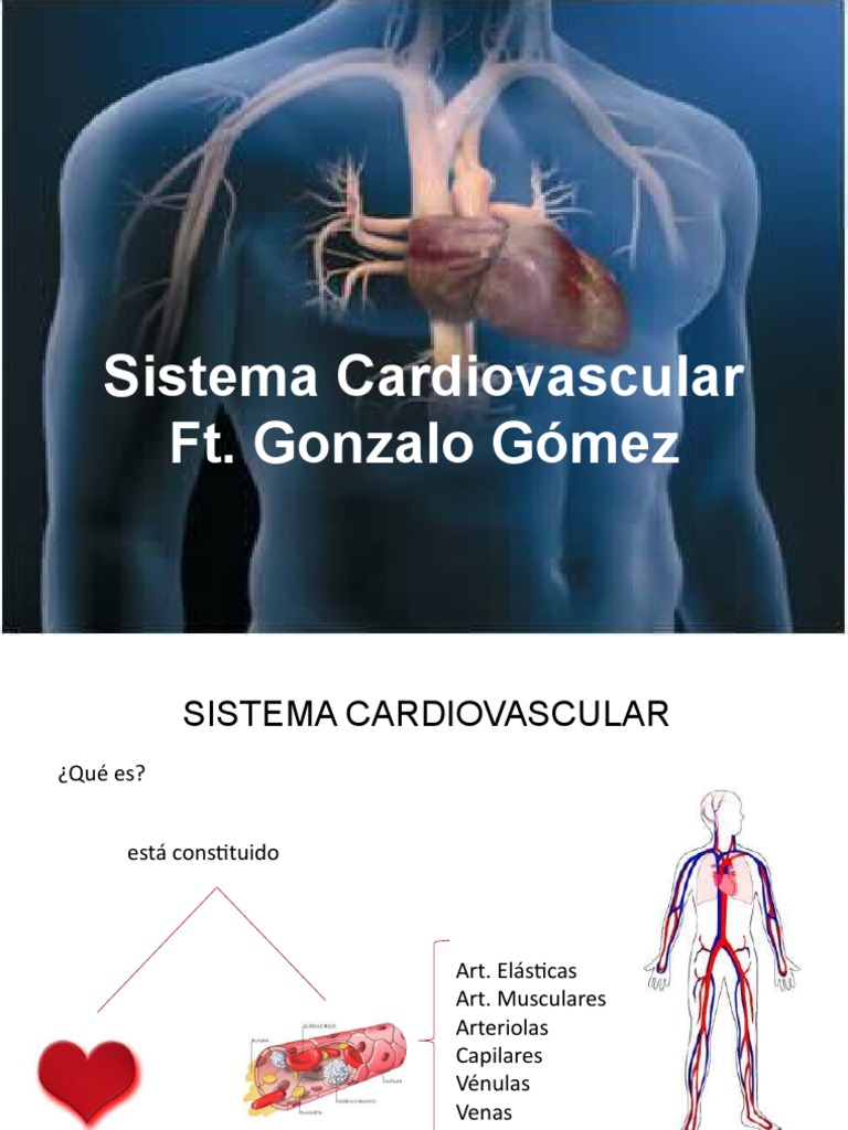 Sistema Cardiovascular | PDF | Sistema circulatorio | Ventrículo (corazón)