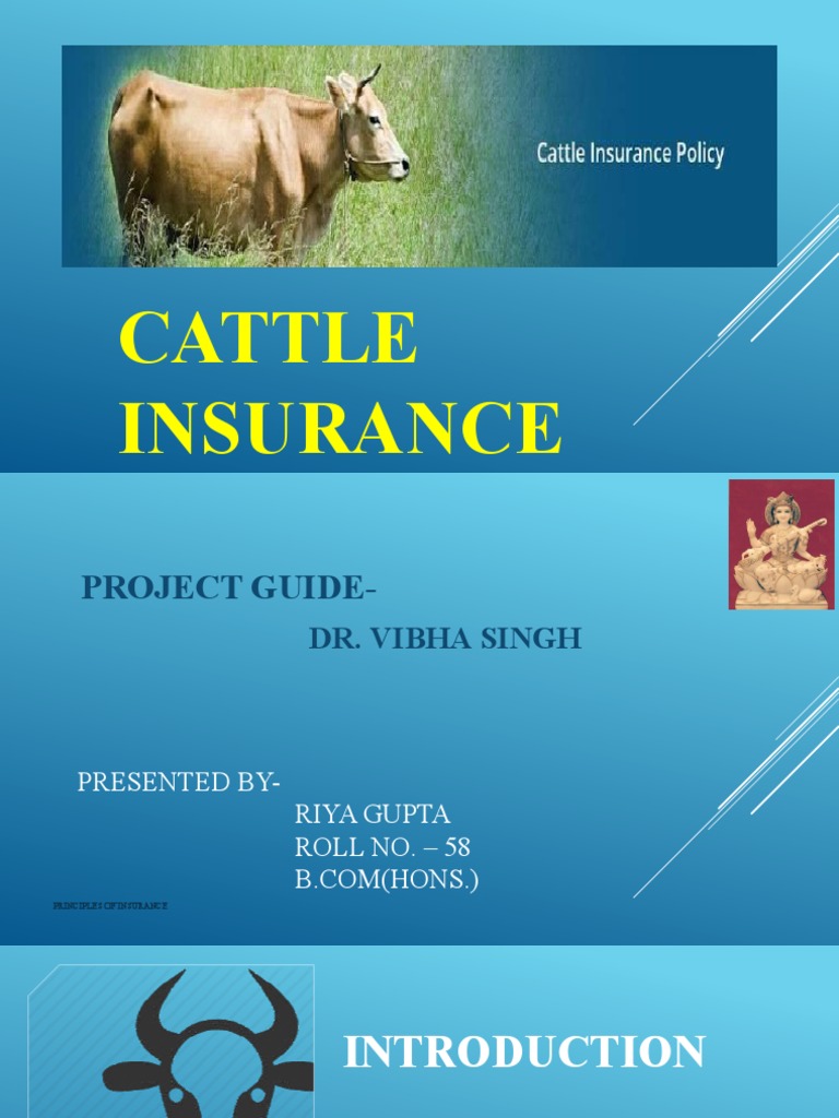 Cattle Insurance New | PDF | Cattle | Insurance