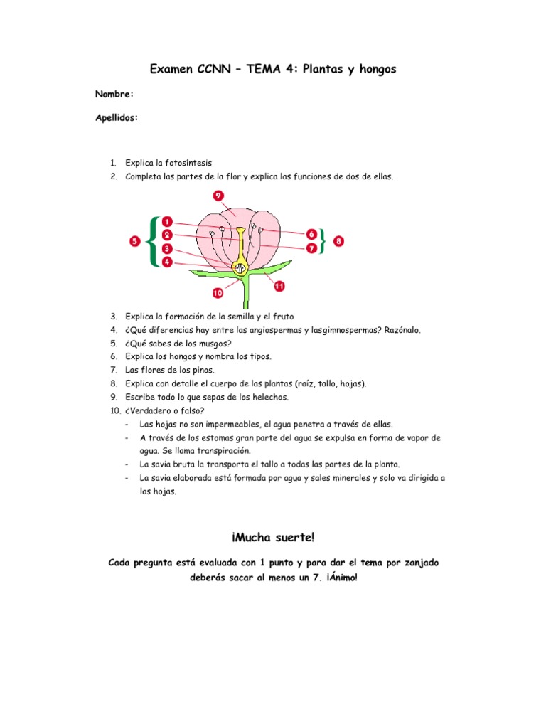 Examen CCNN | PDF | Hoja | Plantas