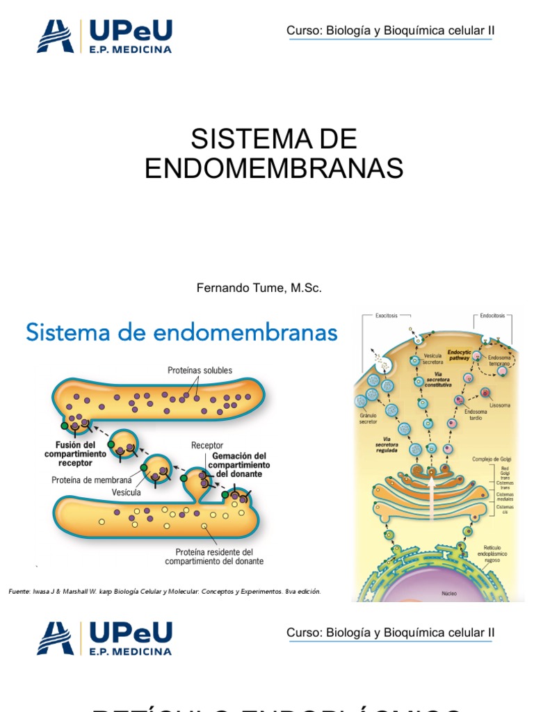 Sistema de Endomembranas | PDF | Retículo endoplásmico | Bioquímica
