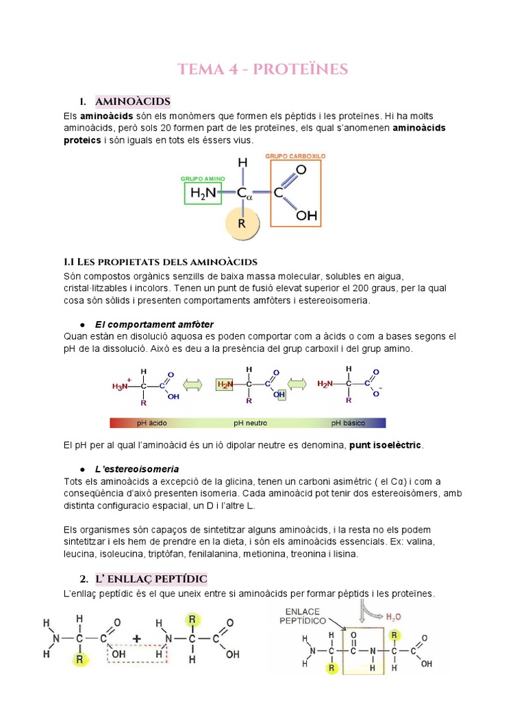 Tema 4 Proteines | PDF