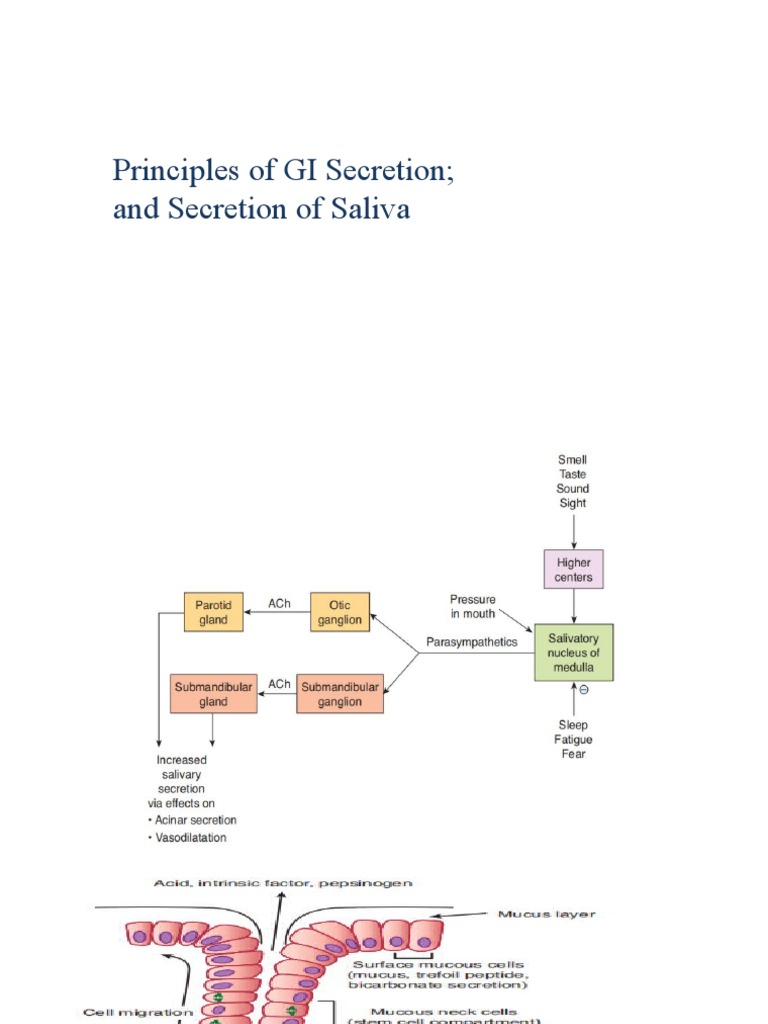 Chapter 81, GI Secretion | PDF | Stomach | Saliva
