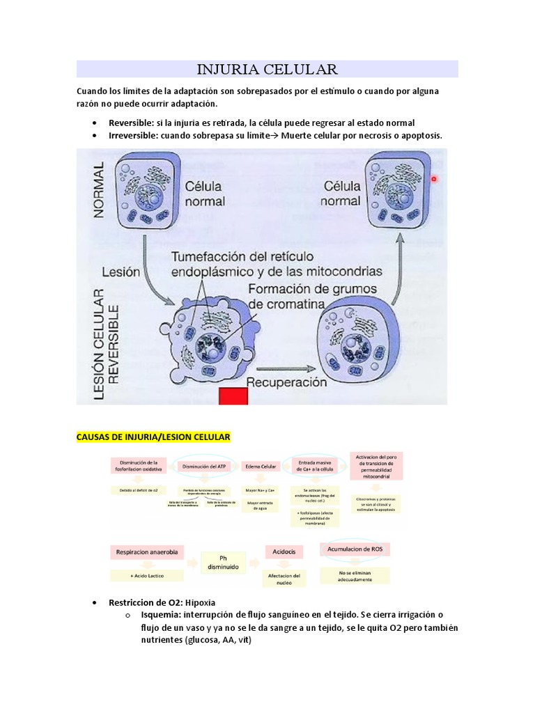 Injuria Celular | Descargar gratis PDF | Citoplasma | Biología Celular)