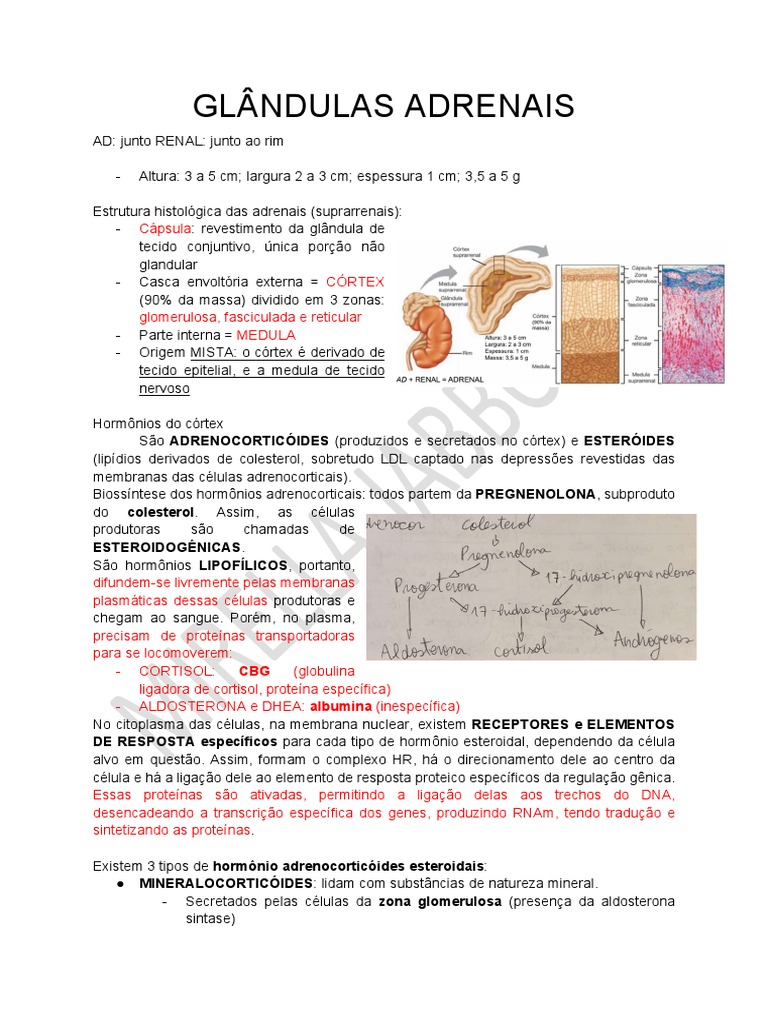 Glândulas Adrenais | PDF | Glândula suprarrenal | Cortisol
