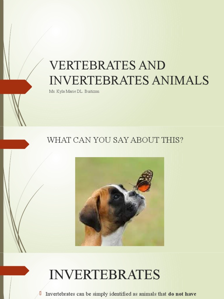 Vertebrates and Invertebrates Animals g6 | PDF | Invertebrate | Skeleton