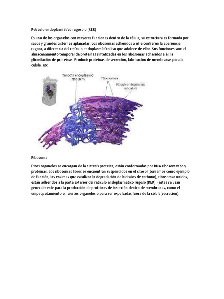 Retículo Endoplasmático Rugoso o | PDF