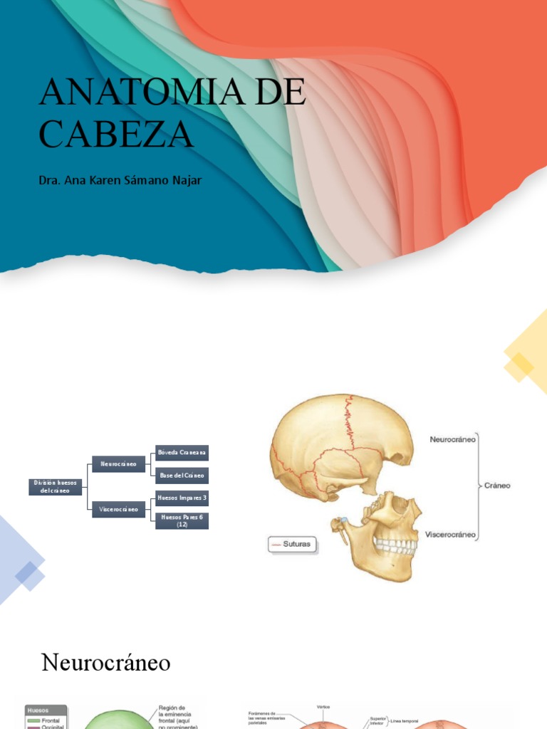 La anatomía básica de los huesos del cráneo: Una guía ilustrada de la división y estructura ósea ...