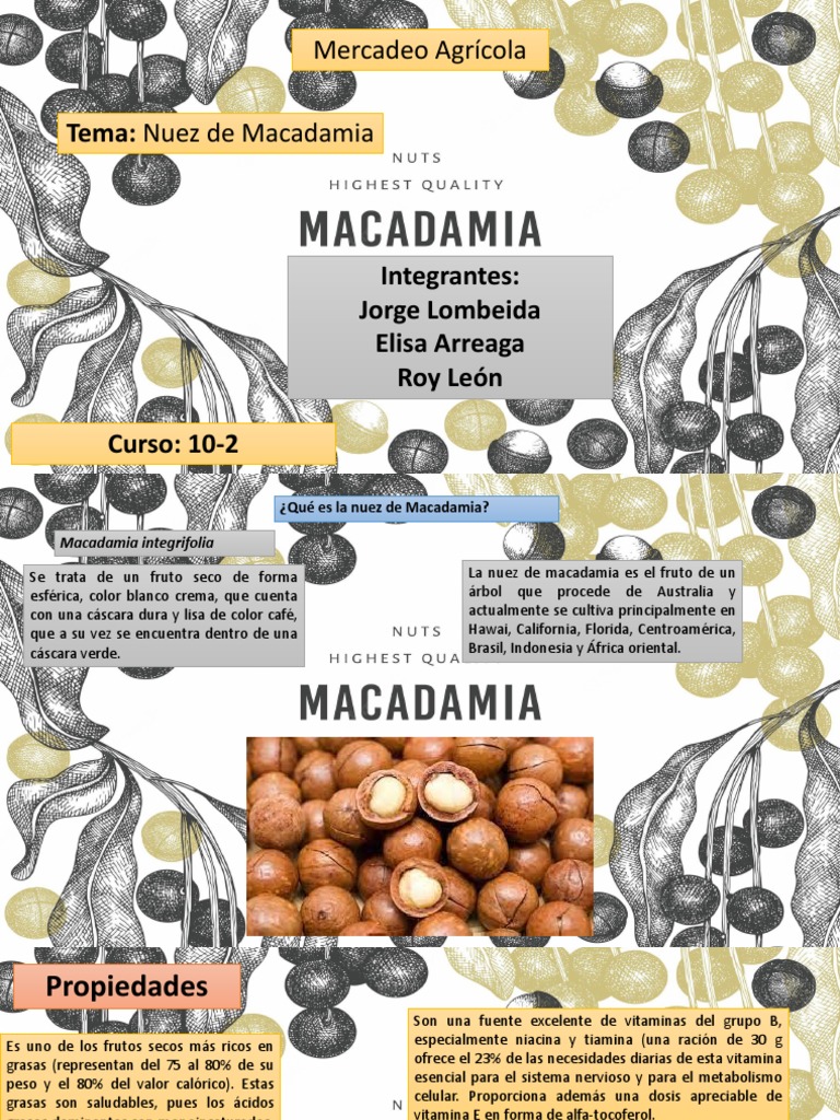 Nuez de Macadamia | Descargar gratis PDF | Nuez | Vitamina