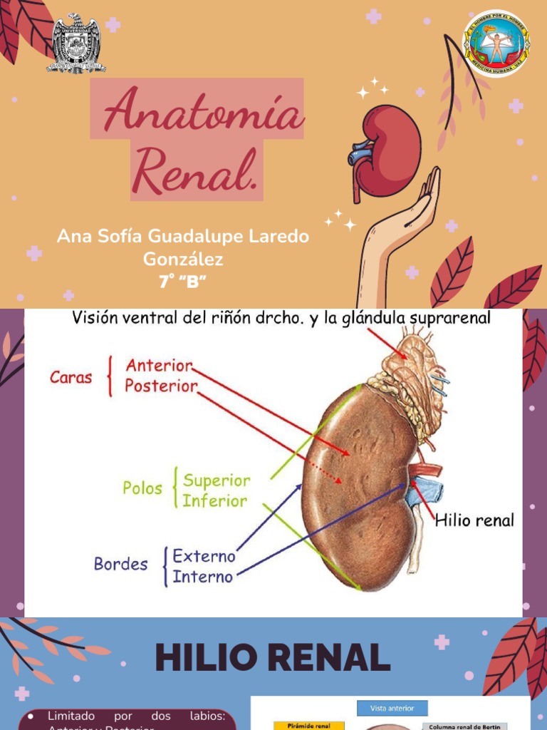 Anatomía Renal | PDF | Riñón | Sistema genitourinario