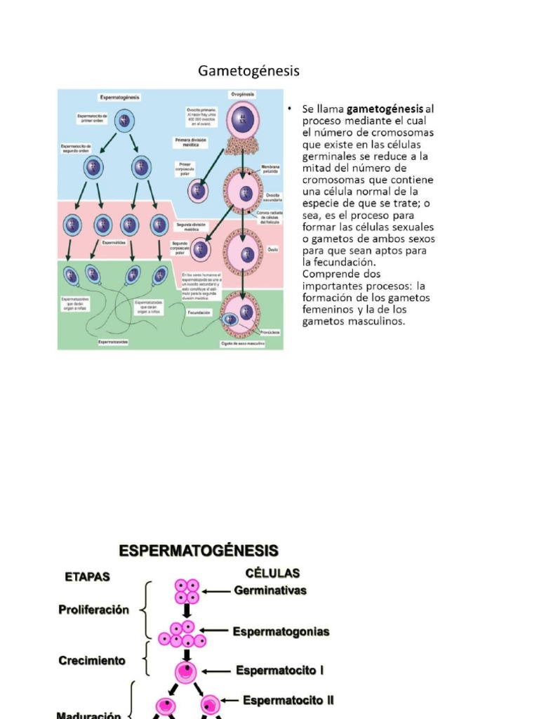 Gametogénesis, Espermatogénesis y Ovogénesis | PDF