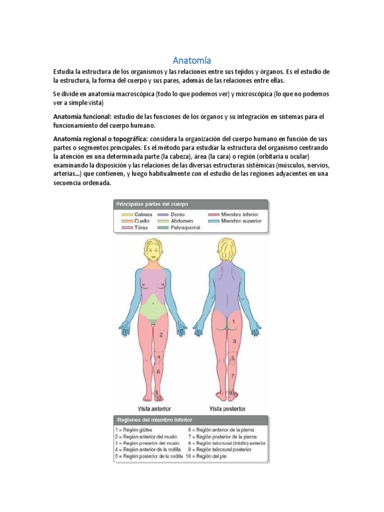 Anatomía, Generalidades. | PDF | Términos anatómicos de ubicación ...