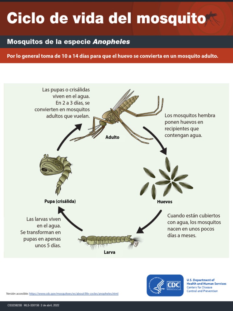 Anopheles Life Cycle Fs Es-P | PDF | Mosquito | Organismos