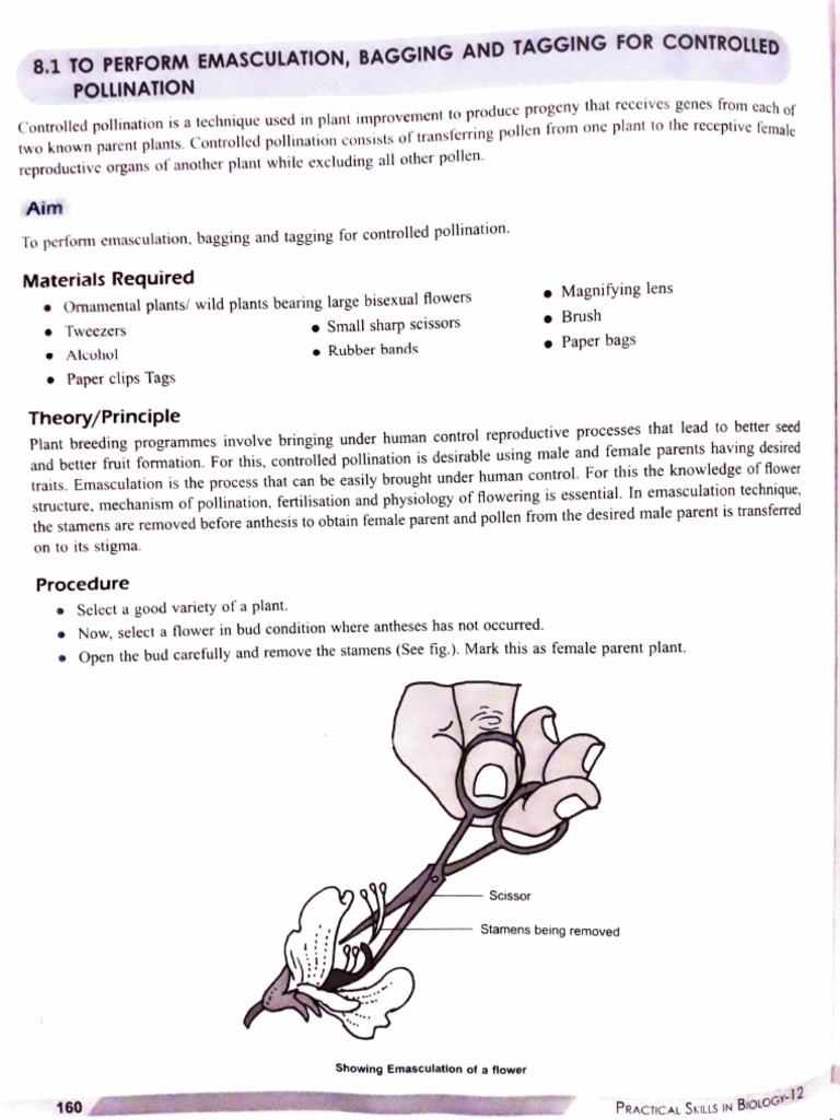 Exp No 8 Controlled Pollination | PDF | Flowers | Pollination