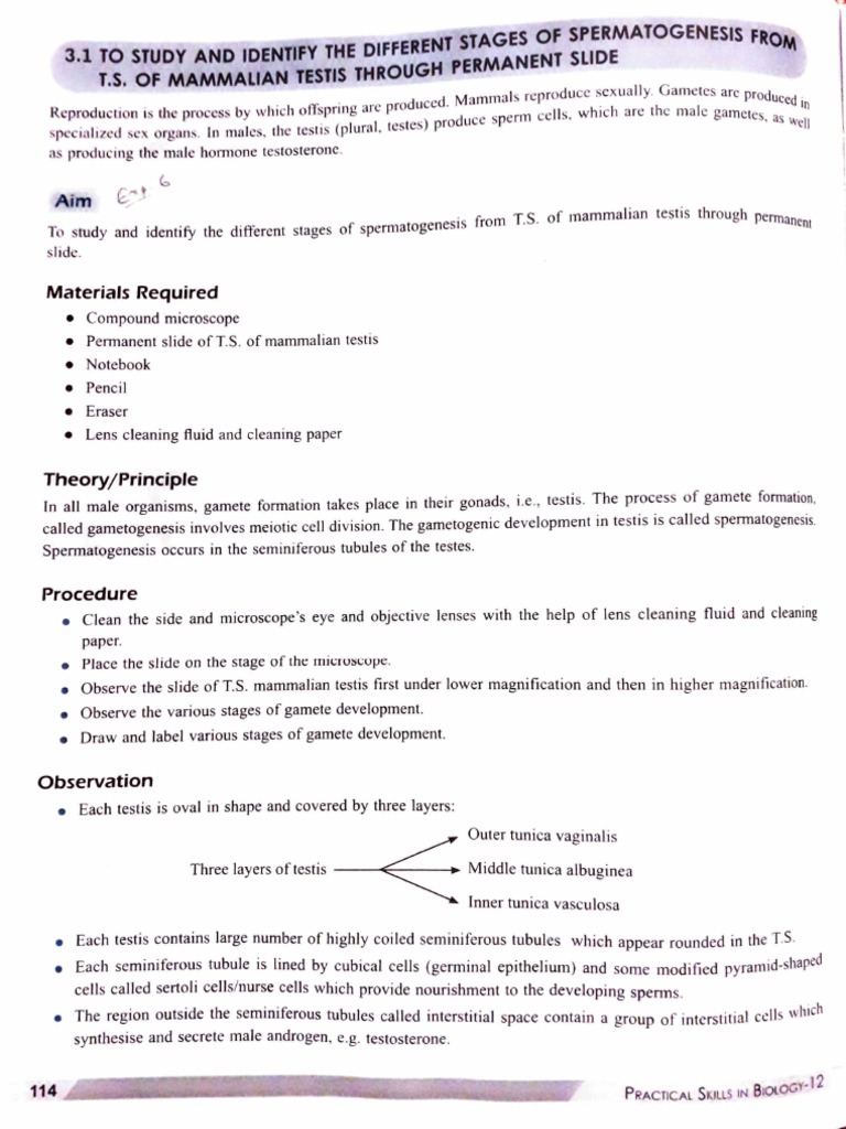 Exp No. 6 (A) Spermatogenesis | PDF | Testicle | Zoology