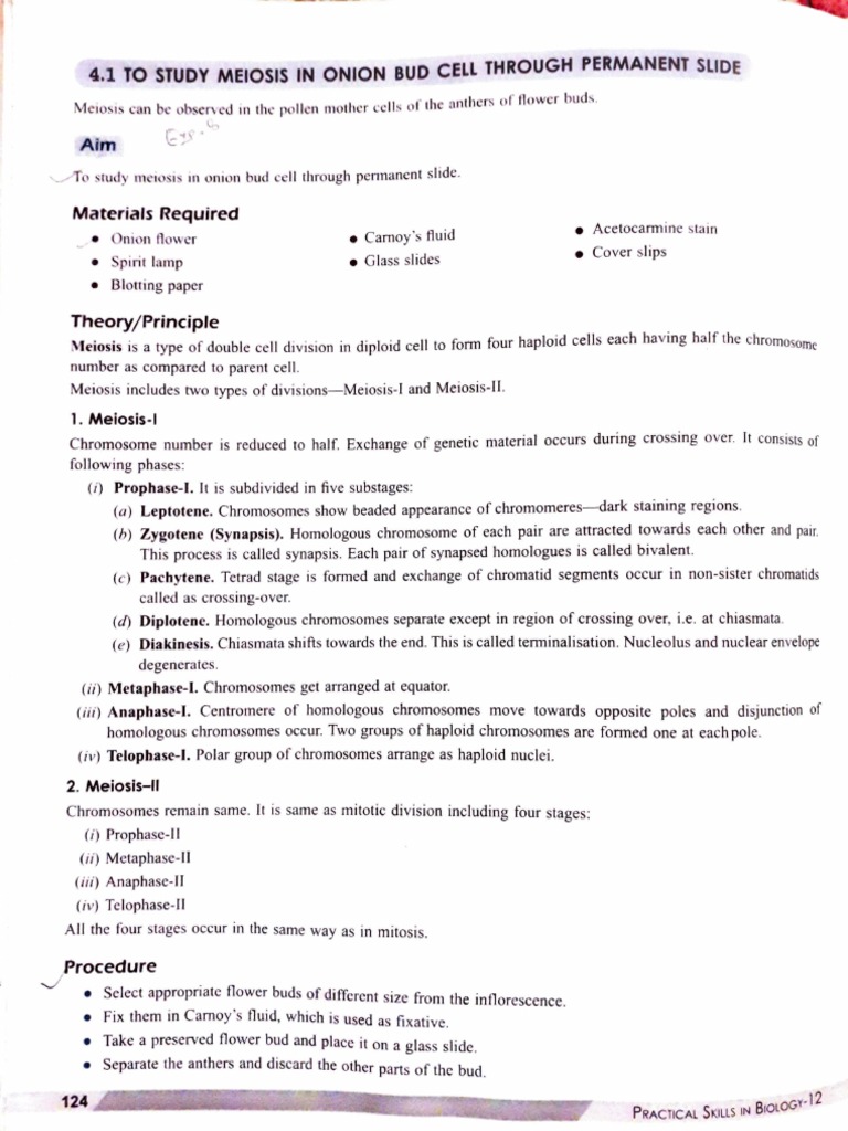 Exp No 7 Meiosis in Onion Bud Cell | PDF | Meiosis | Chromosome