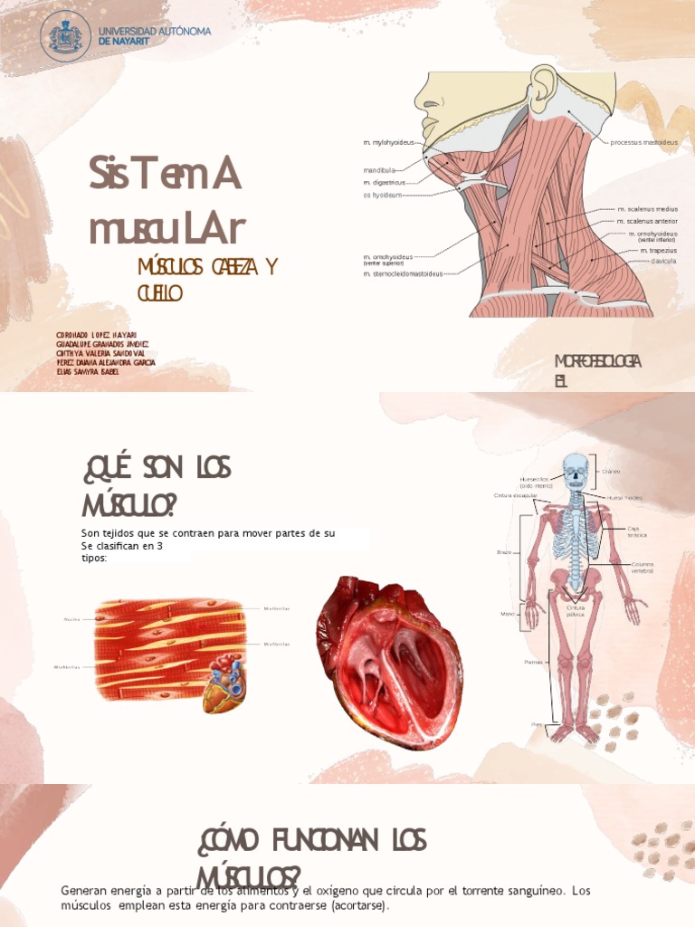 Músculos Cabeza y Cuello | PDF | Anatomía humana | Cabeza y cuello humanos