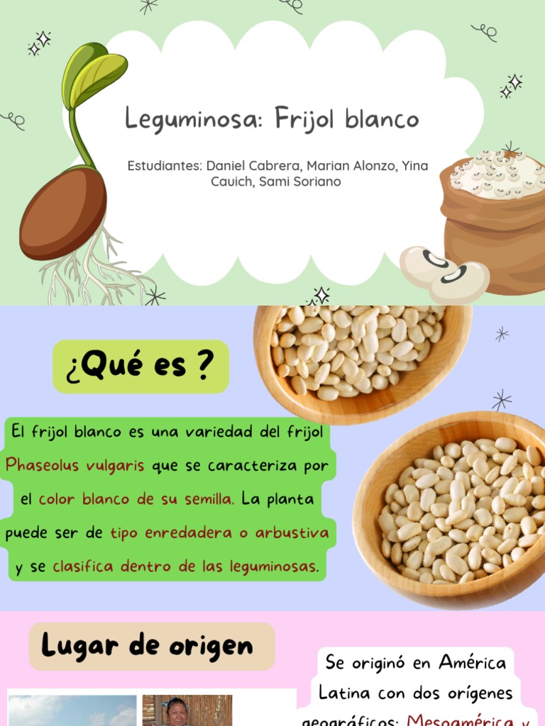 PDF 20221129 141350 0000 | PDF | Frijol | Phaseolus Vulgaris