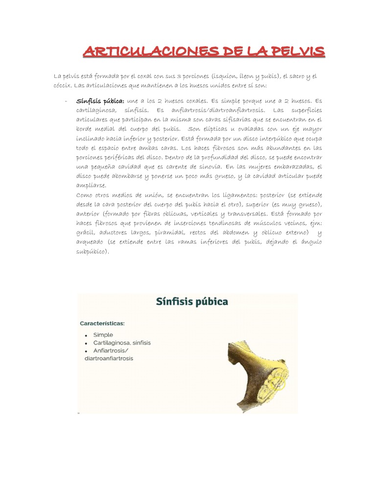 Articulaciones De La Pelvis Pdf Articulación Pelvis