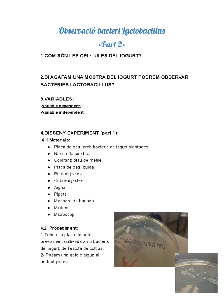 Ekaterina I Sara - Pràctica - Bacteris Del Iogurt 2 | PDF