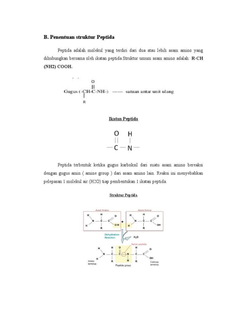 Penentuan Struktur Peptida | PDF