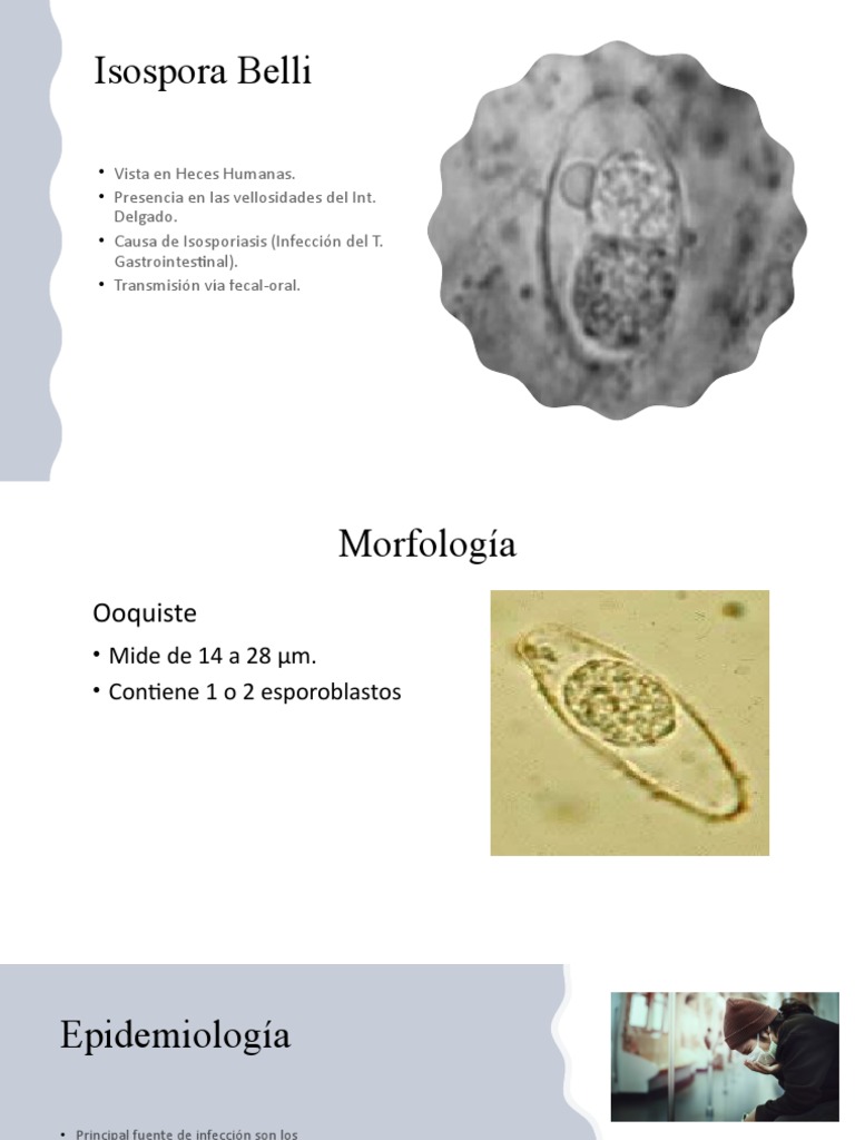 Isospora Belli | PDF | Ciencia y matemáticas