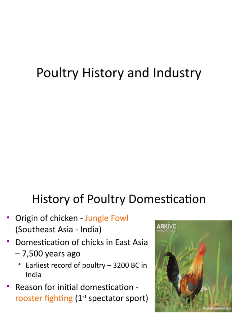 Poultry History and Industry | PDF | Chicken | Poultry