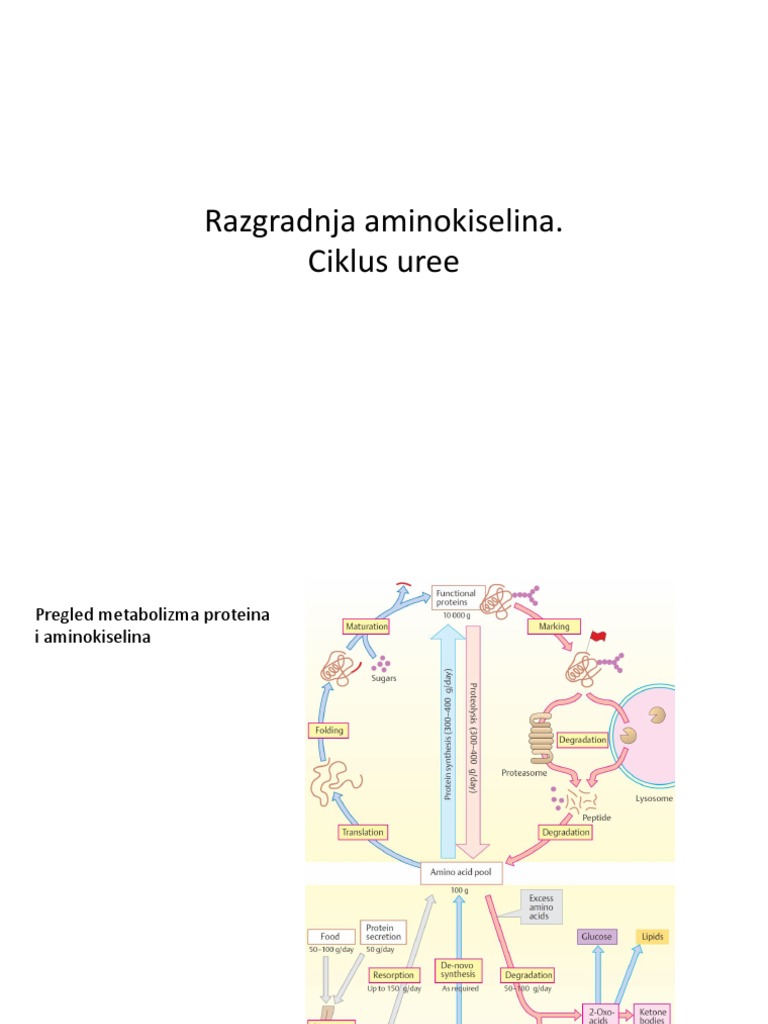 Razgradnja Aminokiselina. Ciklus Uree (Musija) 2022 | PDF