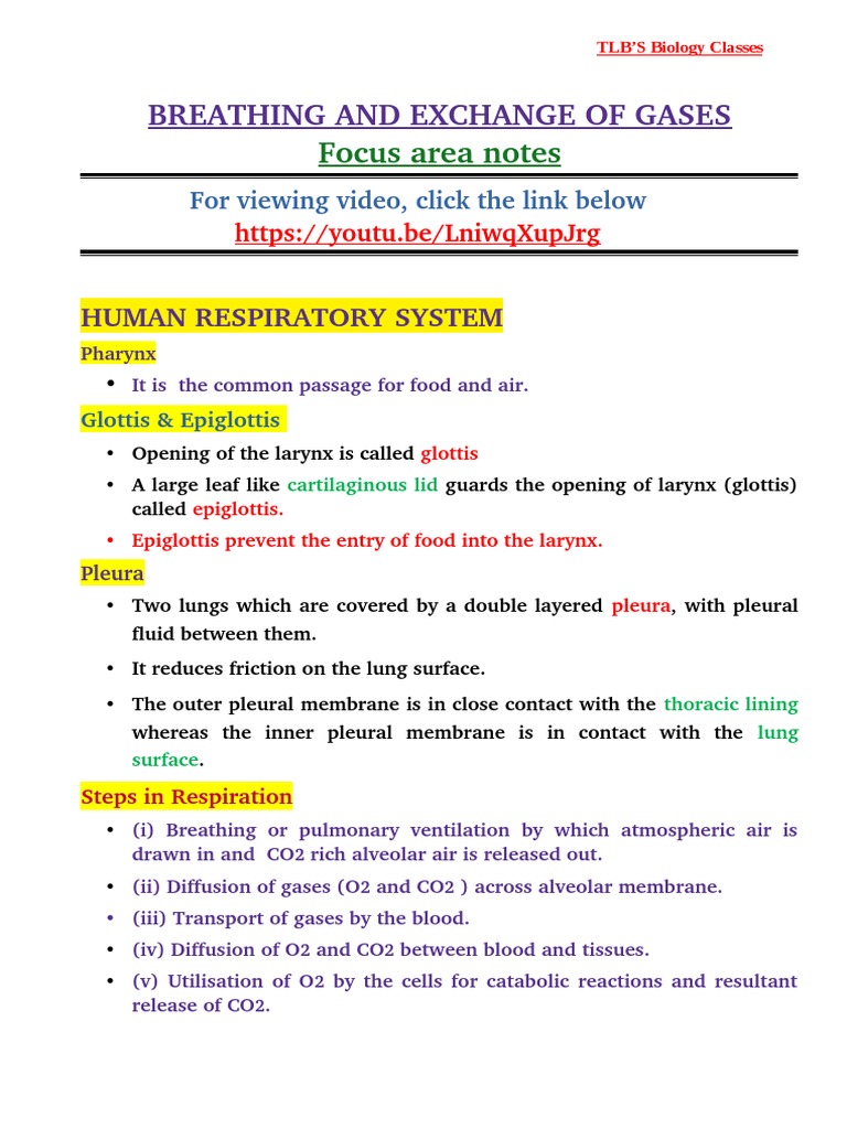 +1 Focus Area Respiration Notes | PDF | Lung | Respiratory System